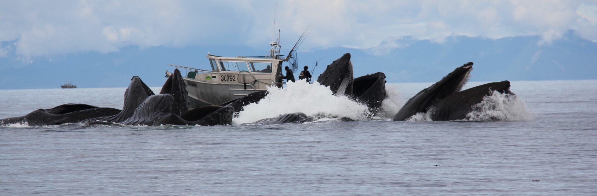 GUIDED SALTWATER FISHING TRIPS – Whaler's Cove Lodge